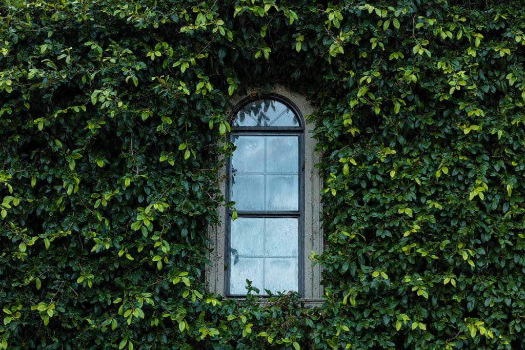 Nature's Window - Alexia Rousse